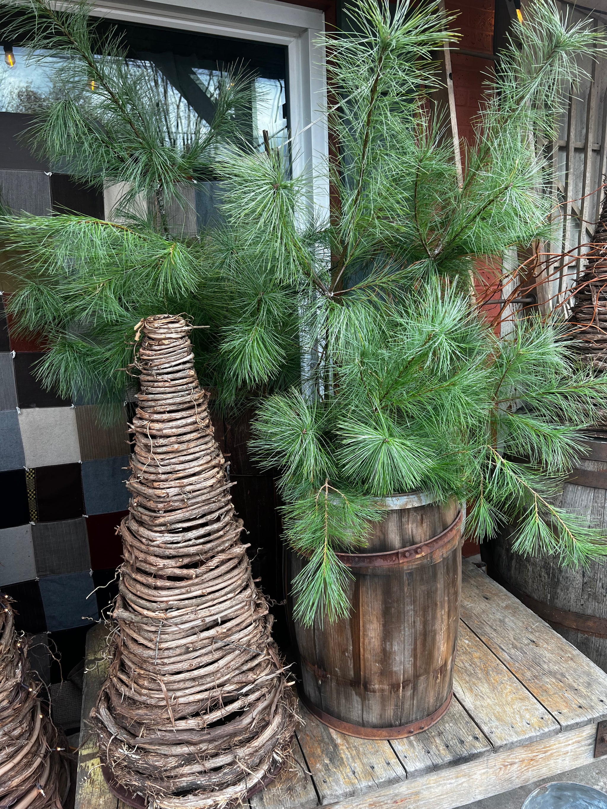 GRAPEVINE TREES, Local Pick Up Only – Little Village Primitives